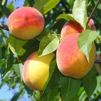 Pêssego Douradão: Calorias, Benefícios, Nome Científico e Fotos | Mundo ...