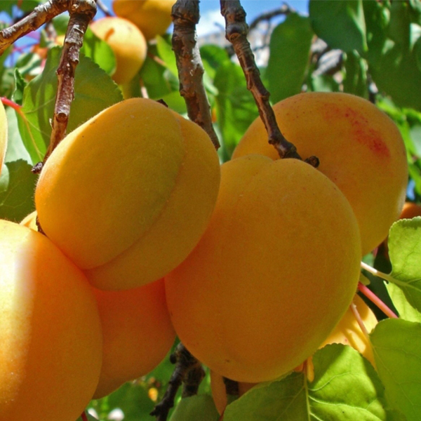 Lista De Tipos De Variedades De Pêssegos Com Nome e Fotos | Mundo Ecologia
