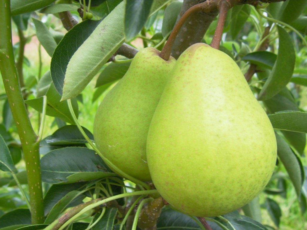 Pé de Pera em Vaso: Como Plantar, Cultivar e Fazer Mudas | Mundo Ecologia