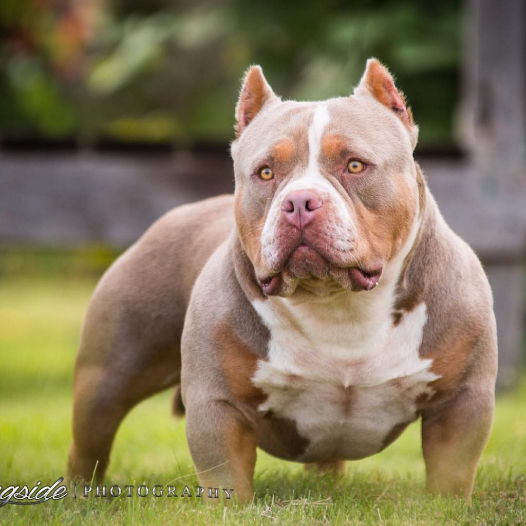 Pitbull Cinza American Bully de Olho Azul: Temperamento e Demais ...