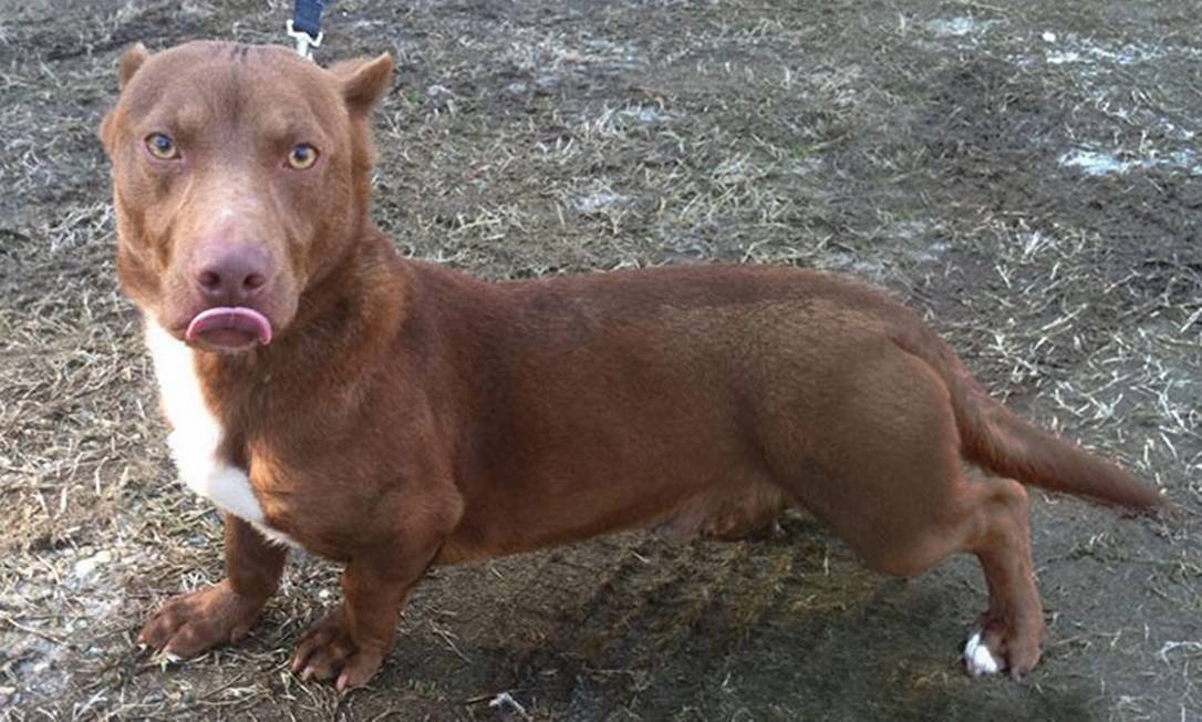 Como Identificar Um Pitbull? Como Saber Se É Puro ou Mestiço? | Mundo ...