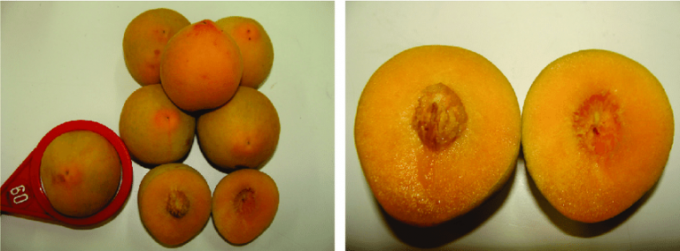 Lista De Tipos De Variedades De Pêssegos Com Nome e Fotos | Mundo Ecologia