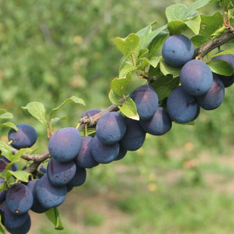 História da Ameixa e Origem da Fruta – Mundo Ecologia