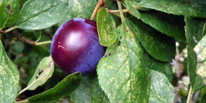 História da Ameixa e Origem da Fruta | Mundo Ecologia