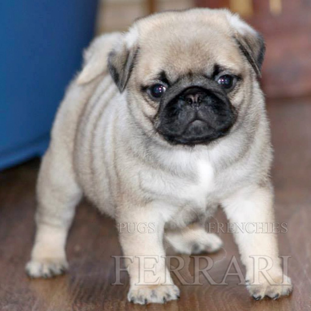 Pug Cresce Até Quantos Meses? Com Que Tamanho e Peso Ficam? | Mundo ...