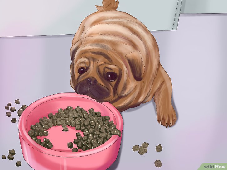 O Que o Pug Pode Comer? Qual o Tipo de Alimentação e Quantidade | Mundo ...