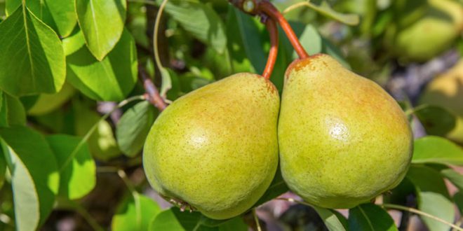 Pera Princesinha: Características, Nome Científico, Benefícios e Fotos ...