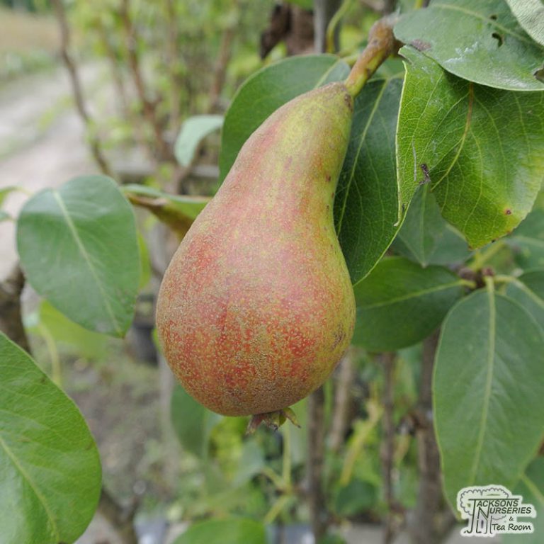 Pera Ercolini: Calorias, Nome Científico, Benefícios e Fotos | Mundo ...
