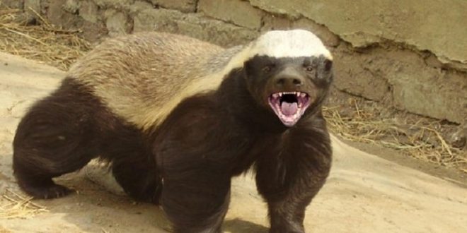 Origem do Ratel e História do Animal | Mundo Ecologia