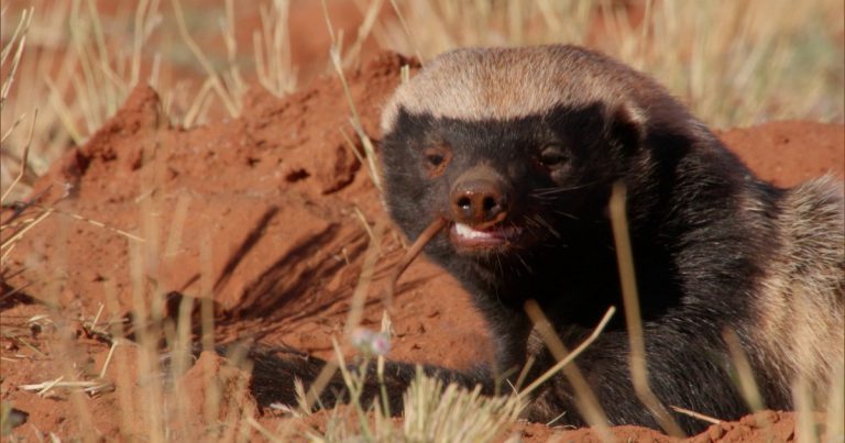 Origem do Ratel e História do Animal – Mundo Ecologia