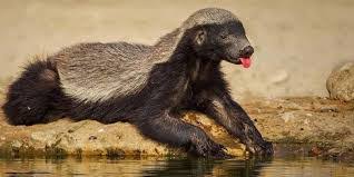 Origem do Ratel e História do Animal – Mundo Ecologia