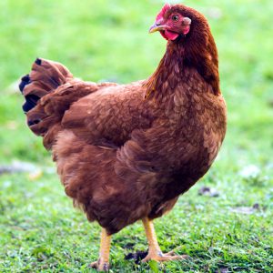 Galinha Rhode Island Red: Características, Criatório e Fotos | Mundo ...