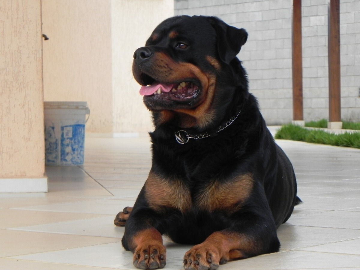 Diferenças Entre o Rottweiler Americano e Alemão | Mundo Ecologia