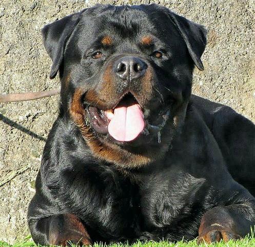 Diferenças Entre o Rottweiler Americano e Alemão | Mundo Ecologia