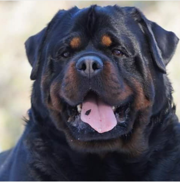 Diferenças Entre o Rottweiler Americano e Alemão | Mundo Ecologia