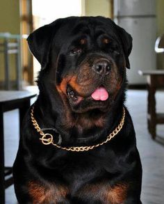 Diferenças Entre o Rottweiler Americano e Alemão | Mundo Ecologia