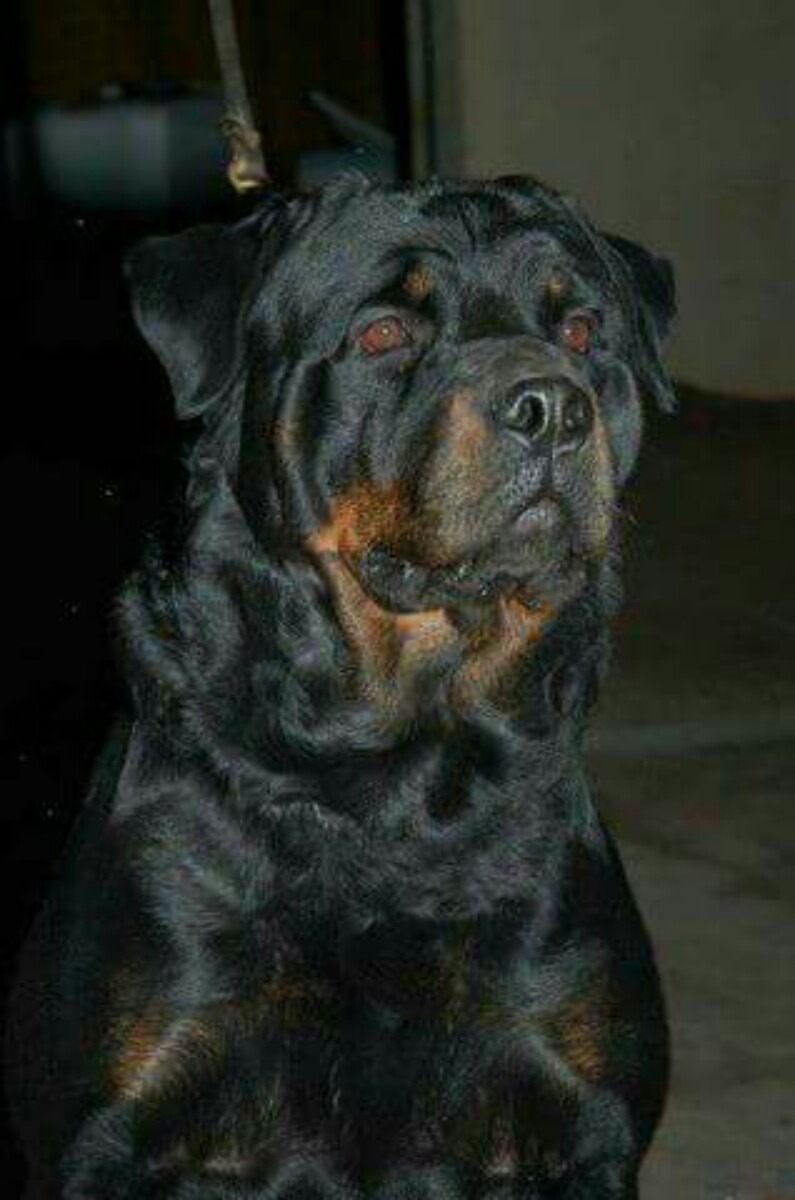 Diferenças Entre o Rottweiler Americano e Alemão | Mundo Ecologia