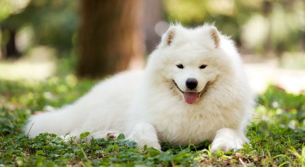 Curiosidades Sobre o Samoieda e Fatos Interessantes | Mundo Ecologia