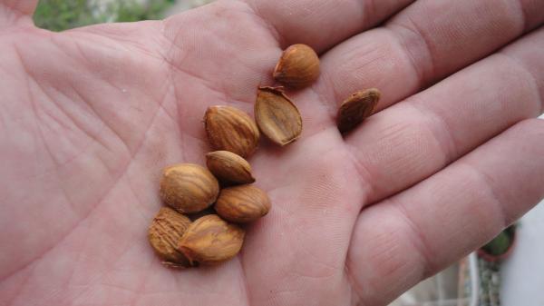 Como Plantar, Cultivar e Fazer Muda de Pé de Ameixa em Vaso? | Mundo ...