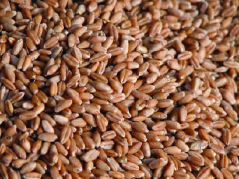 Trigo de Verão: Características, Nome Científico e Fotos | Mundo Ecologia