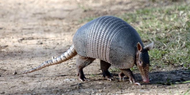 Tudo Sobre O Tatu Animal: Ficha Técnica E Imagens | Mundo Ecologia