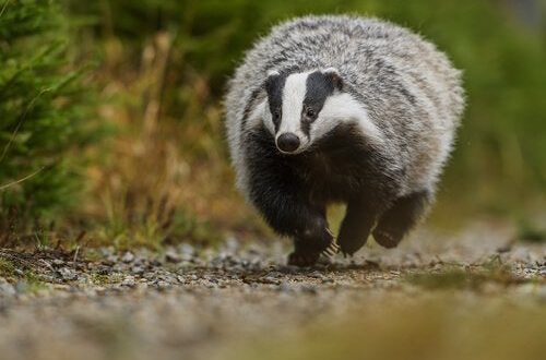 Texugo Arctonyx: Características, Peso, Tamanho e Fotos | Mundo Ecologia