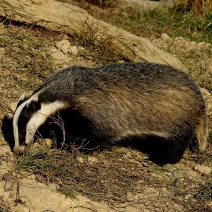 Texugo Europeu Características, Peso, Tamanho e Fotos | Mundo Ecologia
