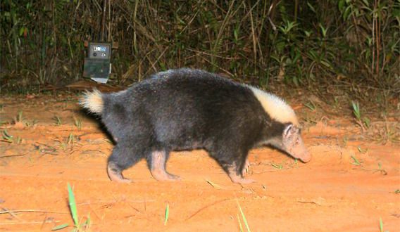 Texugo Palawan Stink Badger: Características, Peso, Tamanho E Fotos ...
