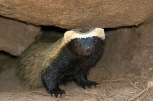 Habitat do Texugo: Onde Eles Vivem? – Mundo Ecologia