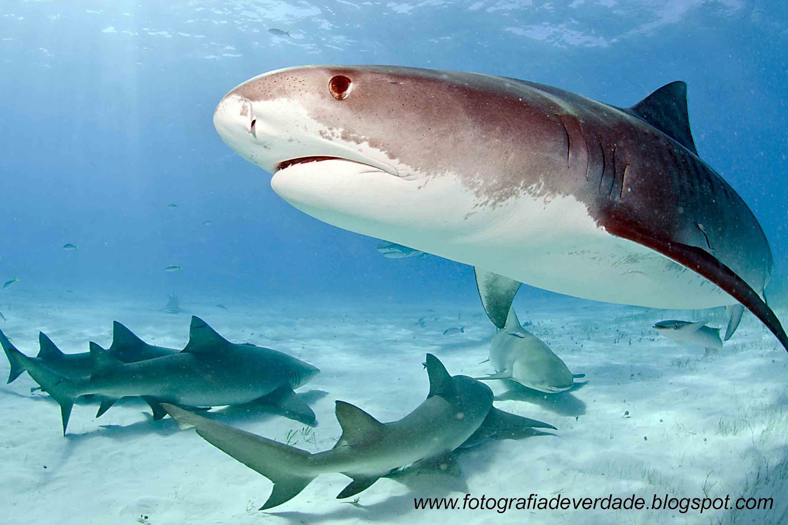 Ficha Técnica do Tubarão: Peso, Altura, Tamanho e Imagens – Mundo Ecologia