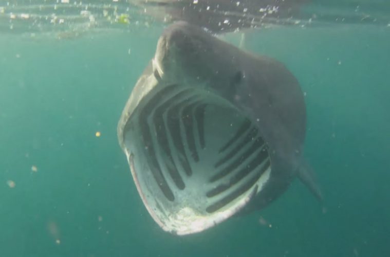 Curiosidades do Tubarão e Fatos Interessantes Sobre o Animal | Mundo ...