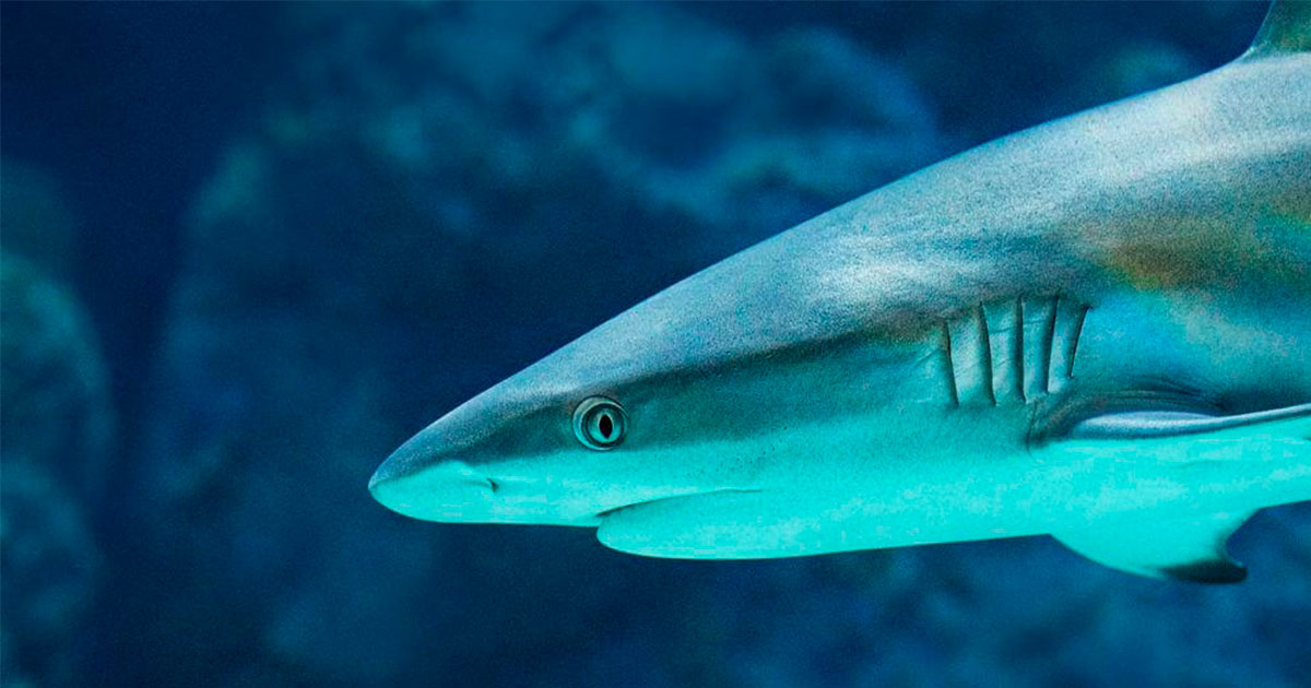 Tudo Sobre o Tubarão: Características, Nome Cientifico e Fotos – Mundo ...