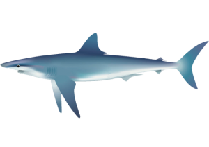 Lista de Tipos e Espécies de Tubarão com Nomes e Fotos – Mundo Ecologia