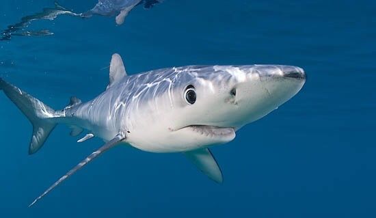Tubarão Azul: É Perigoso? Em Extinção? Características e Fotos | Mundo ...