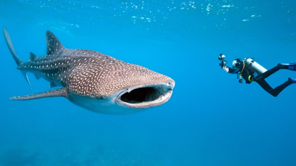 Lista de Tipos e Espécies de Tubarão com Nomes e Fotos – Mundo Ecologia