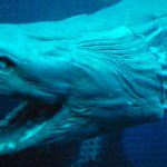Tubarão Cobra: É Perigoso? Ele Ataca? Habitat, Tamanho e Fotos – Mundo ...
