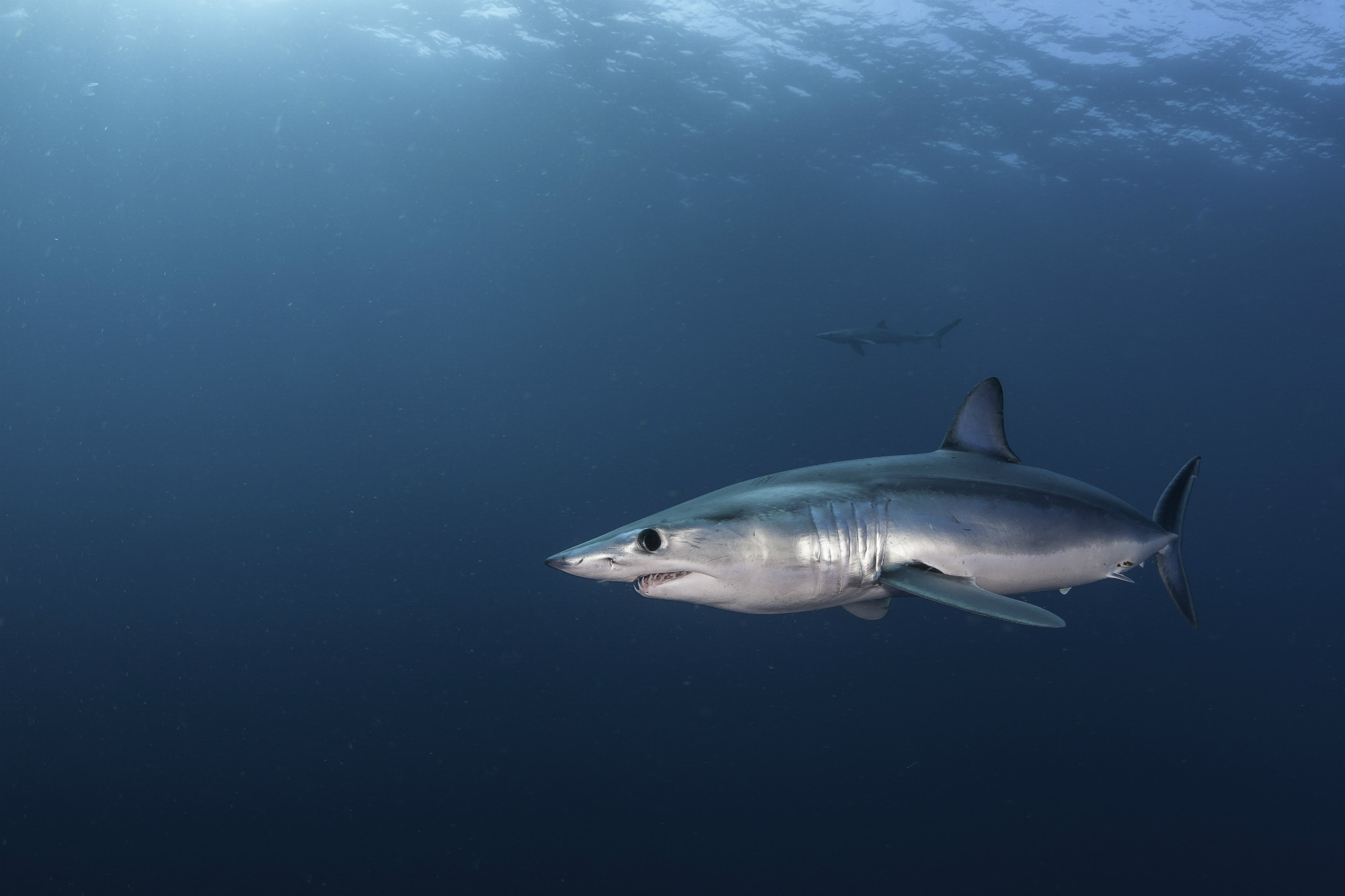 Diferenças Entre o Tubarão Duende, Mako, Boca Grande e Cobra – Mundo ...