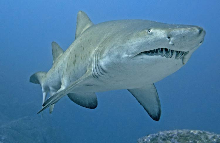 Tubarão Mangona: Em Extinção, Características, Habitat e Fotos | Mundo ...