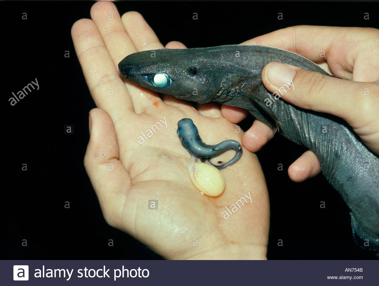 Tubarão Pigmeu: É perigoso? Características, Curiosidades e Fotos ...