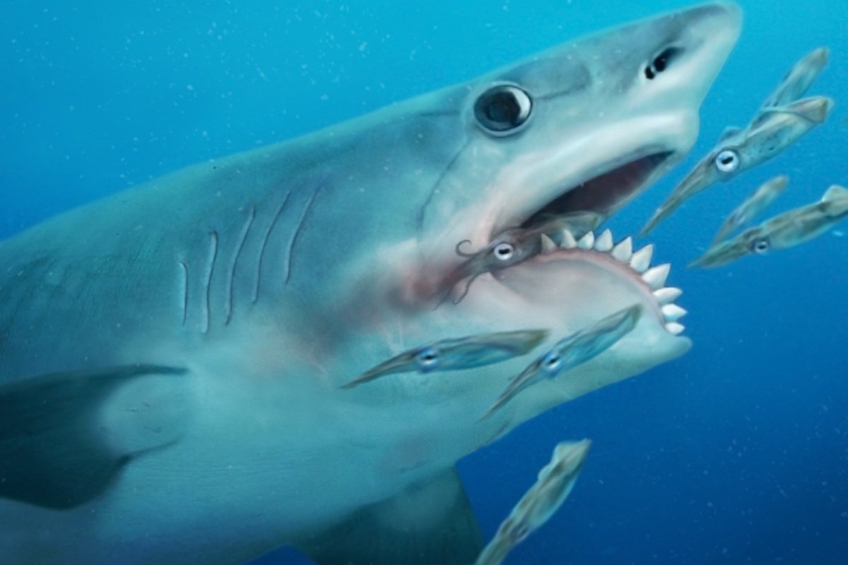 Lista de Tipos e Espécies de Tubarão com Nomes e Fotos | Mundo Ecologia