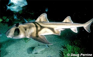 Lista de Tipos e Espécies de Tubarão com Nomes e Fotos | Mundo Ecologia
