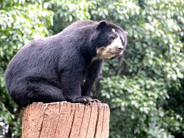 Características do Urso e Sua Utilidade na Natureza | Mundo Ecologia
