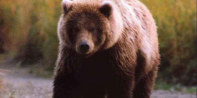 Urso Pardo: Tamanho, Curiosidades, Peso, Onde Vive e Fotos | Mundo Ecologia