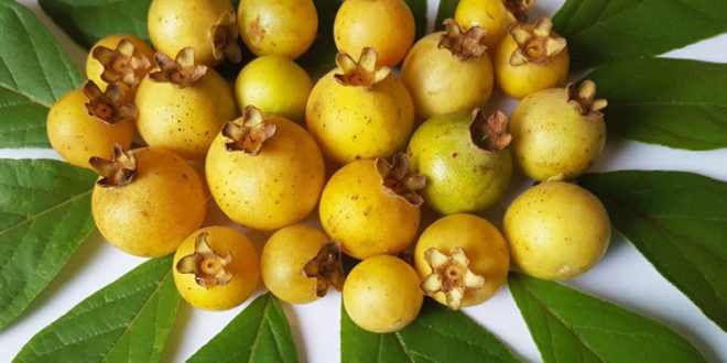 Gabiroba Adubação: Como Fazer? O Que Usar? | Mundo Ecologia