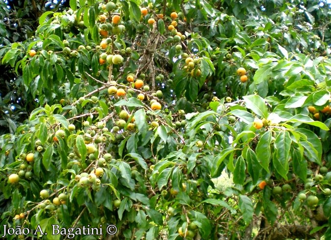 Quanto Tempo a Gabiroba Leva Para Produzir? – Mundo Ecologia