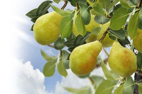 Tudo Sobre a Pera – Ficha Técnica, Características, Broto e Imagens ...