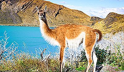 Tudo Sobre o Camelo: Características, Nome Cientifico e Fotos | Mundo ...