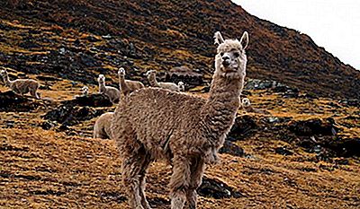 Tudo Sobre o Camelo: Características, Nome Cientifico e Fotos | Mundo ...