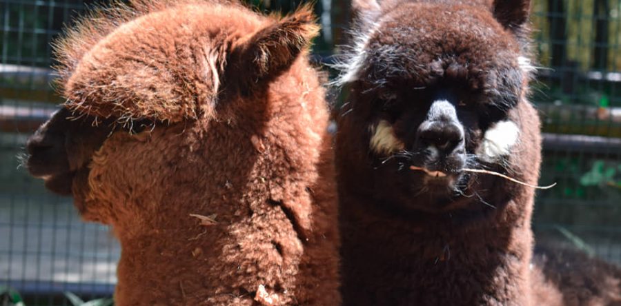 Tudo Sobre o Camelo: Características, Nome Cientifico e Fotos | Mundo ...