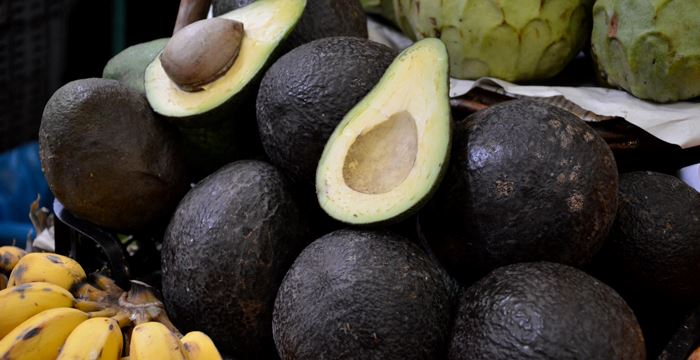 História do Abacate e Origem da Fruta | Mundo Ecologia